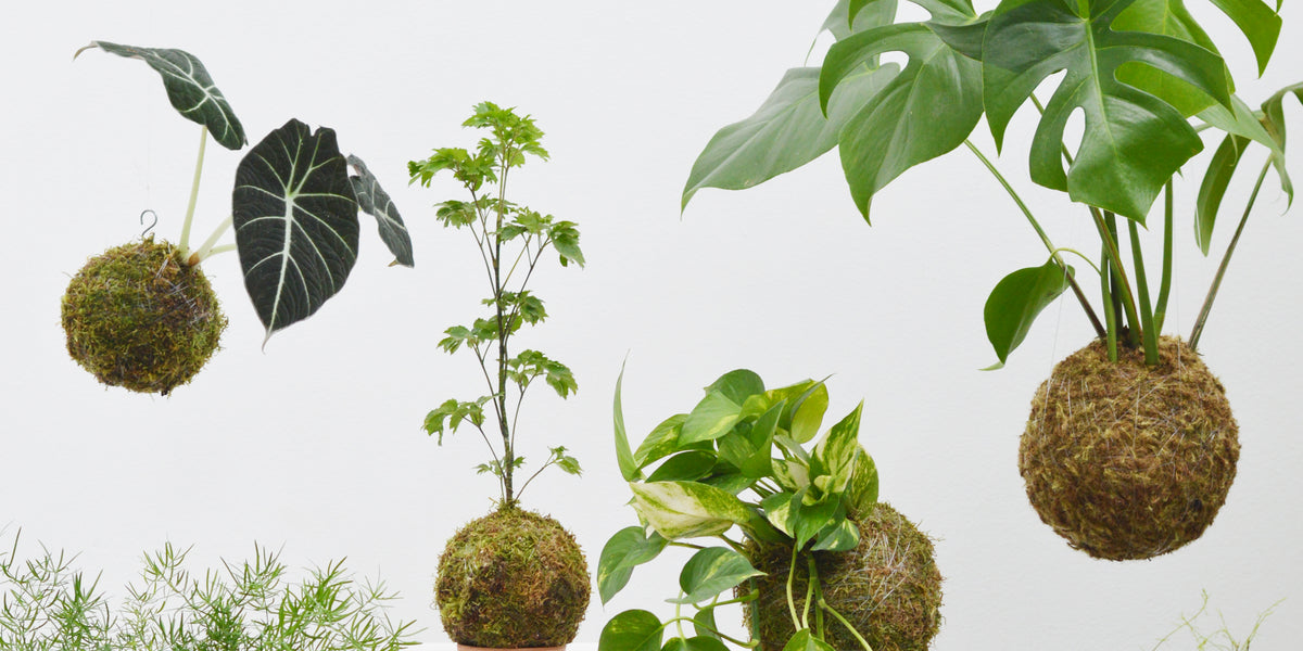 KOKEDAMA – Wabi-Sabi Ateliê